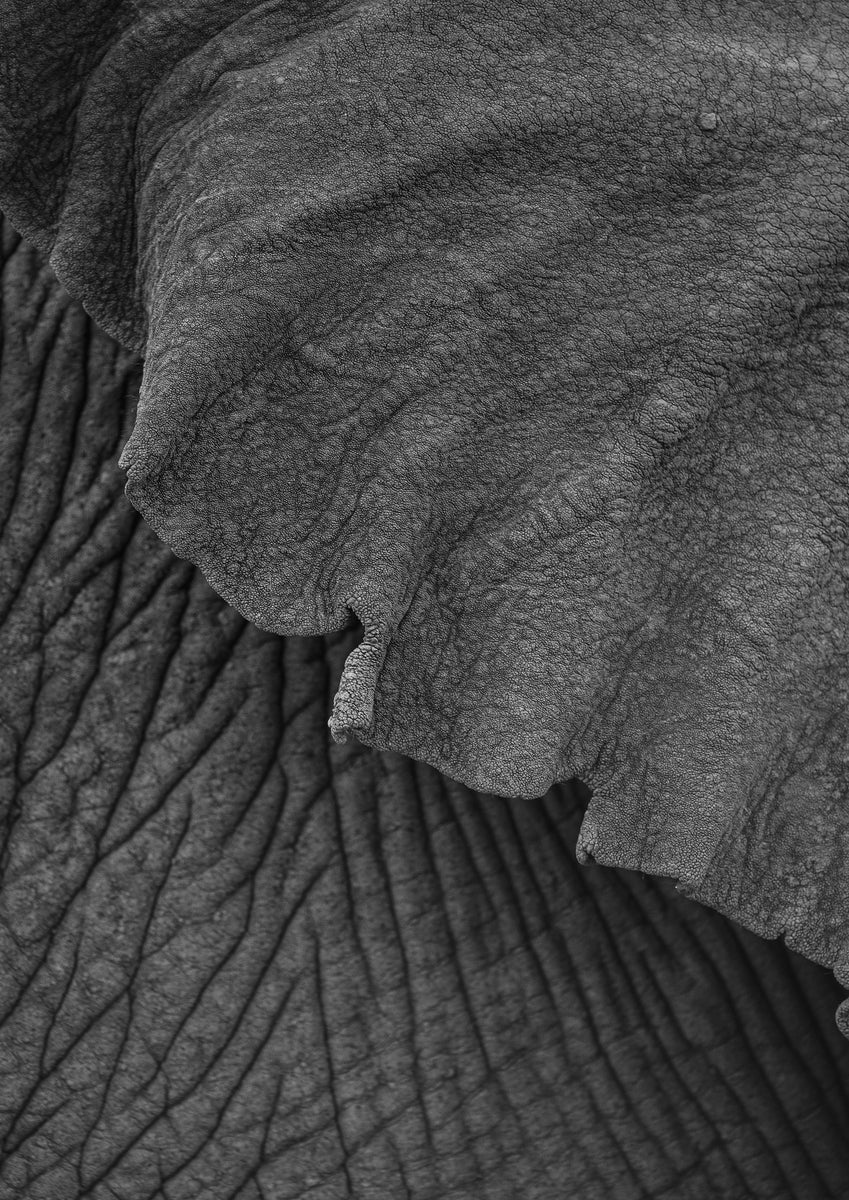 Olifant Texturen WT Live // Camouflage By CmdNomad